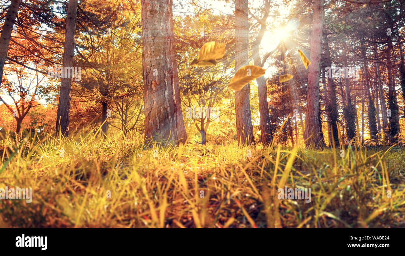 Beautiful autumnal forest glade background. Autumn season concept Stock ...