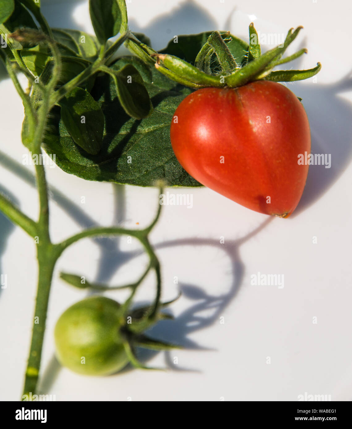 A heart shaped tomato Stock Photo - Alamy