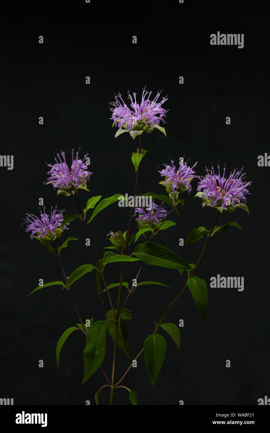 Medicinal balms hi-res stock photography and images - Alamy