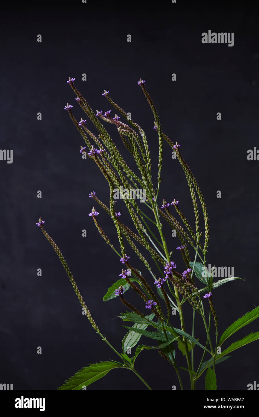 Blue vervain hi-res stock photography and images - Alamy