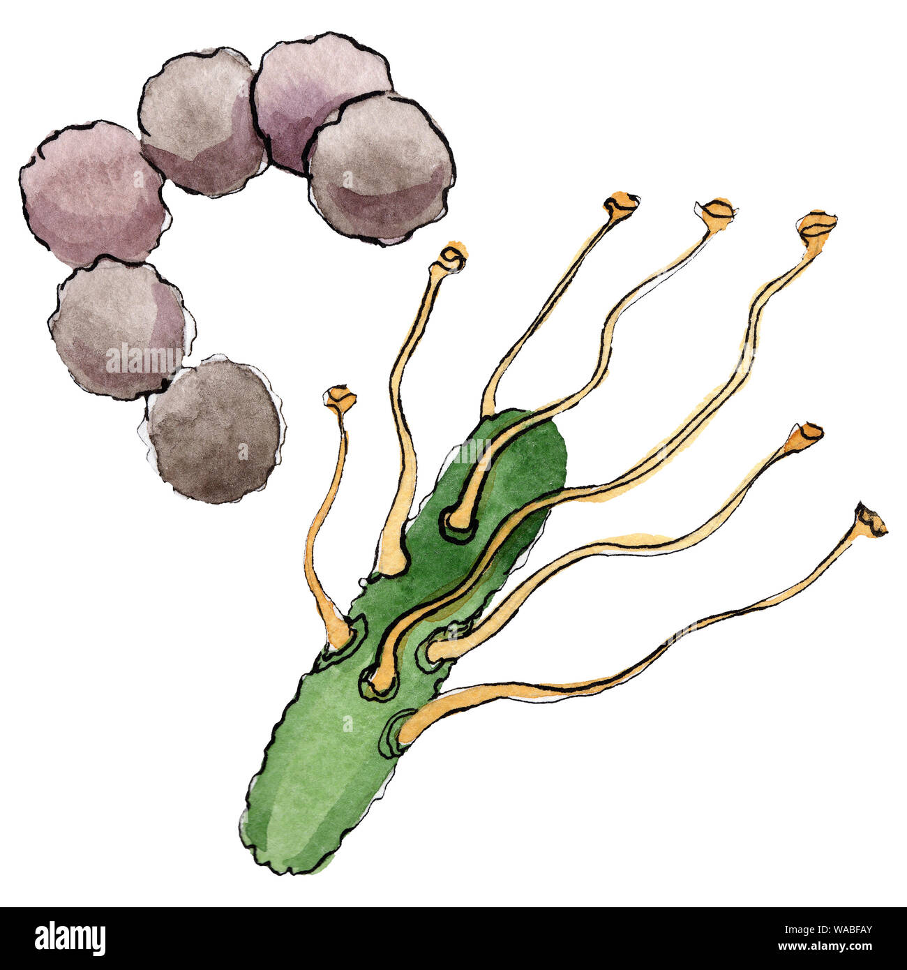 Microbe or germ hand drown illustration. Watercolor background ...