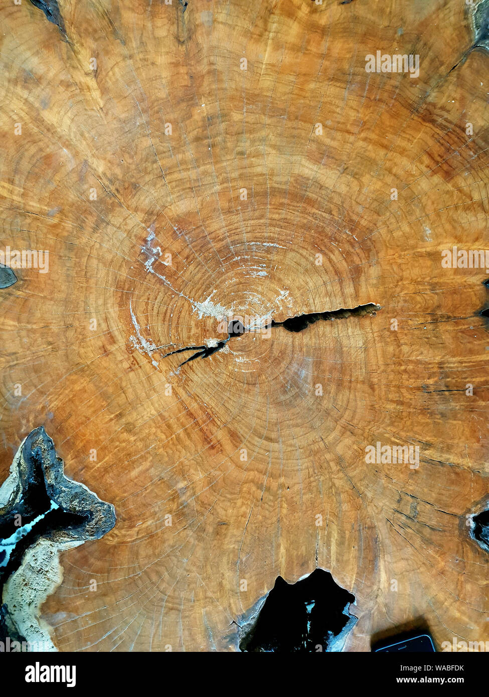 stump of oak, section of the trunk with annual rings, tree trunk ...