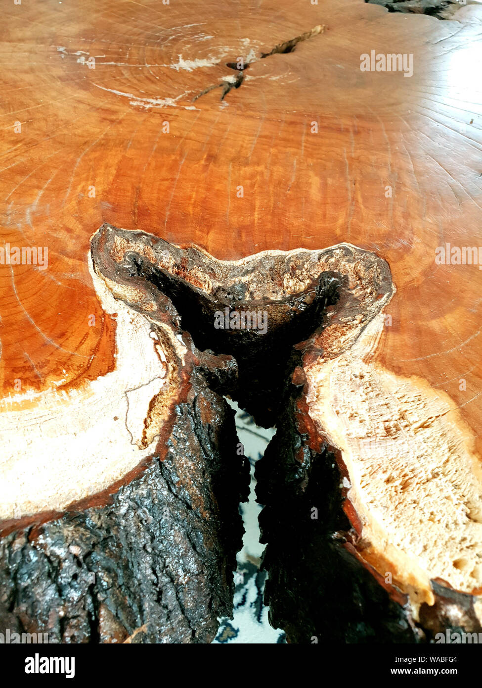 stump of oak, section of the trunk with annual rings, tree trunk ...