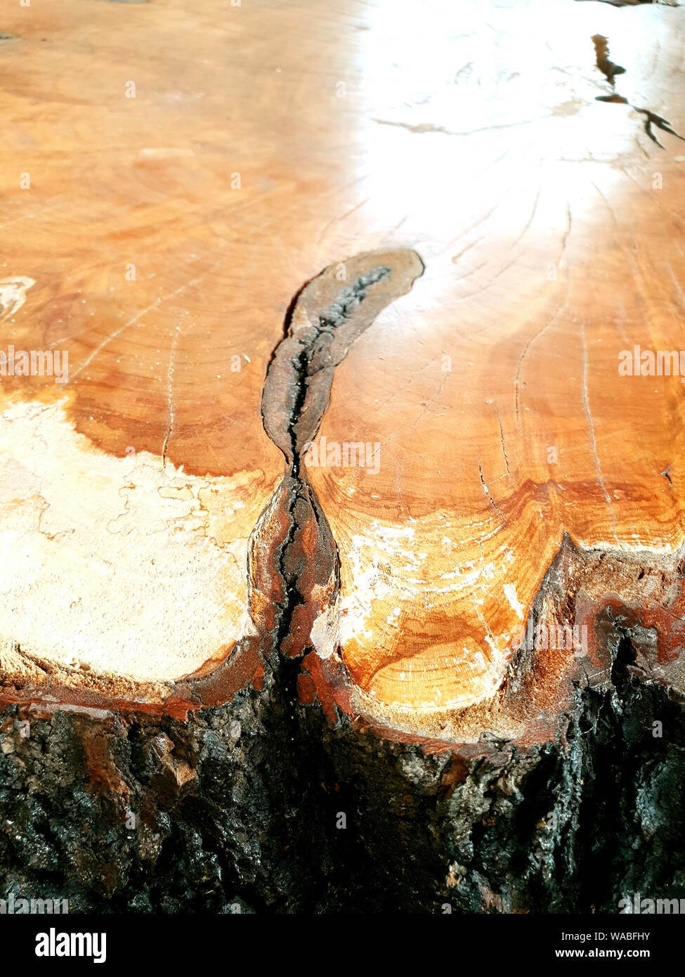 stump of oak, section of the trunk with annual rings, tree trunk ...