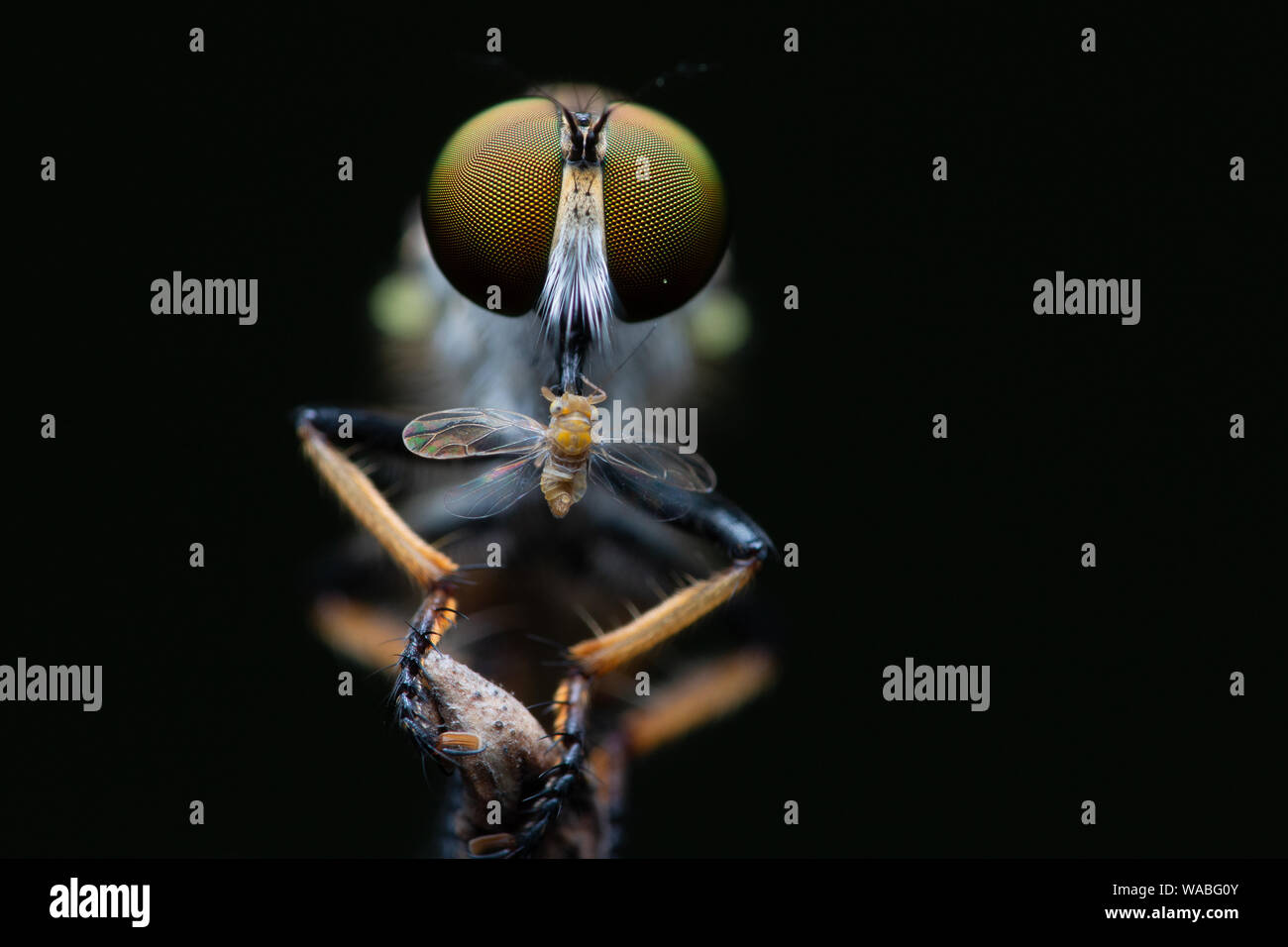 Killing machine hi-res stock photography and images - Alamy