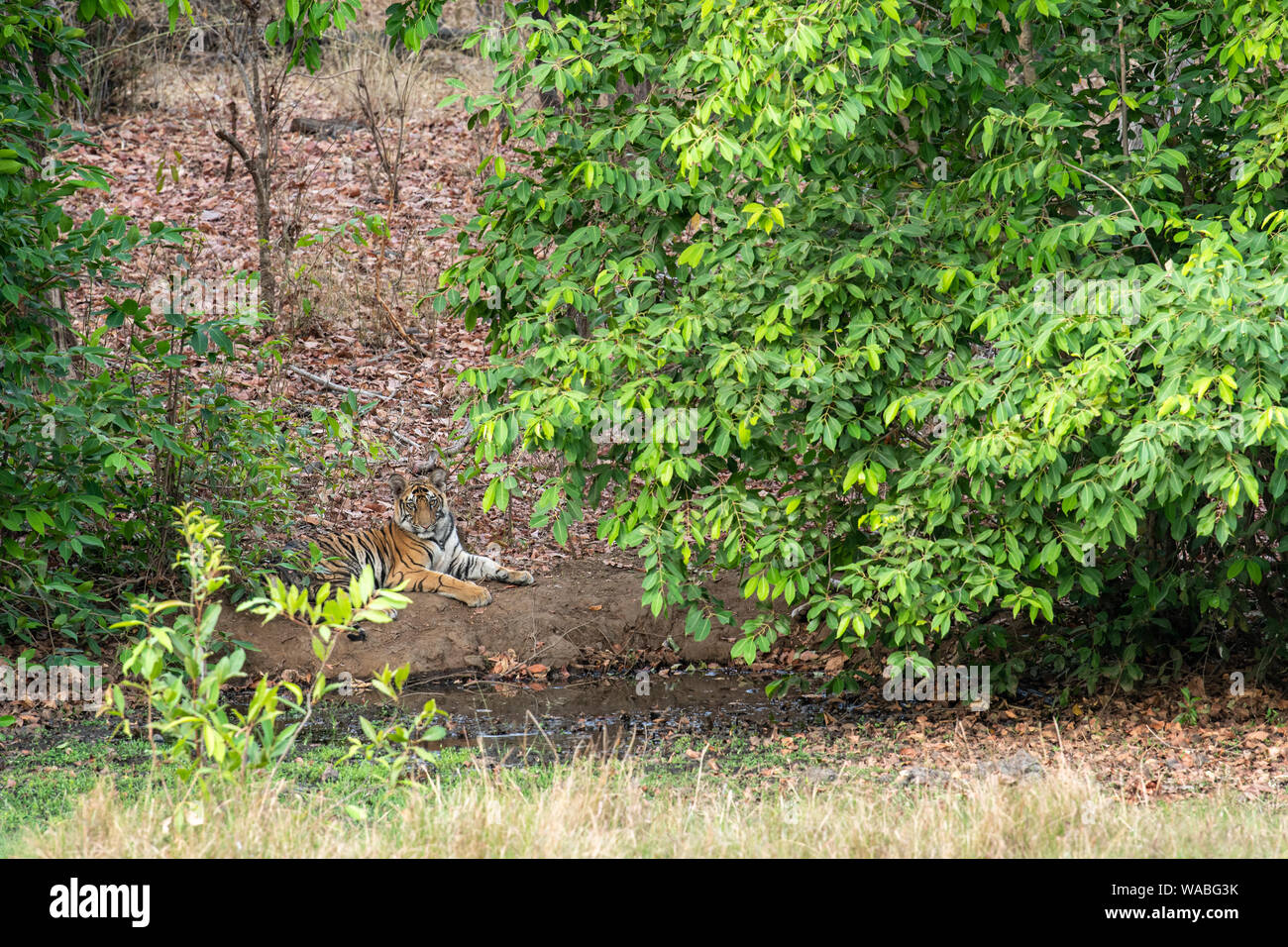 Tiger resting under tree hi-res stock photography and images - Alamy