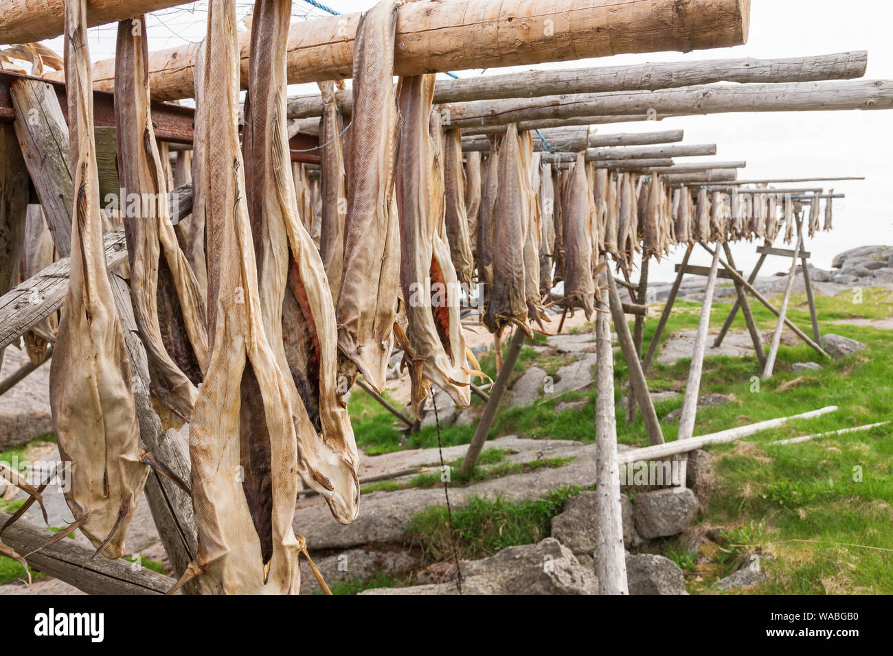Dead fishes hanging on rack hi-res stock photography and images - Alamy