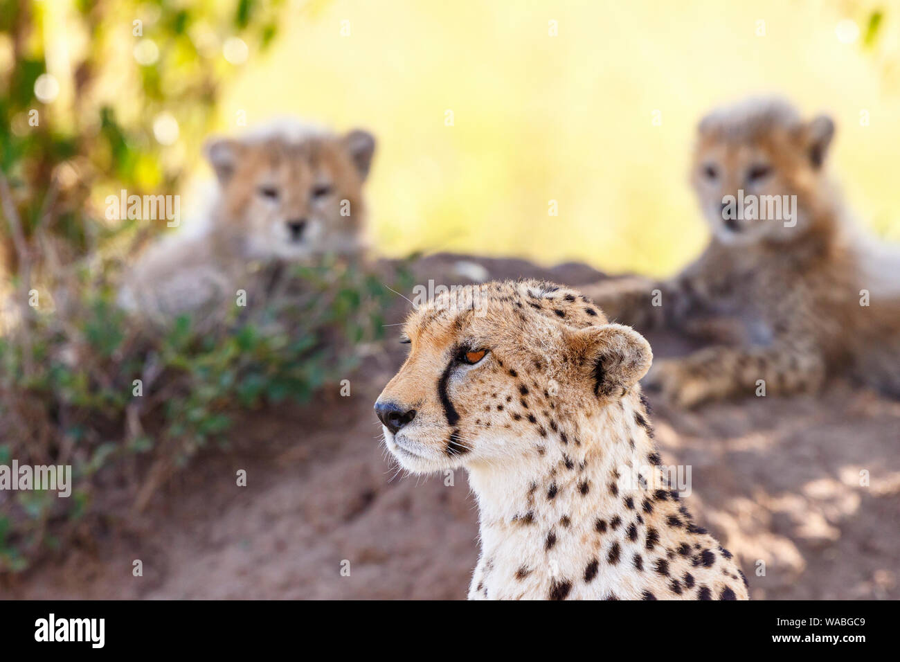 Cheetah face shadow hi-res stock photography and images - Alamy