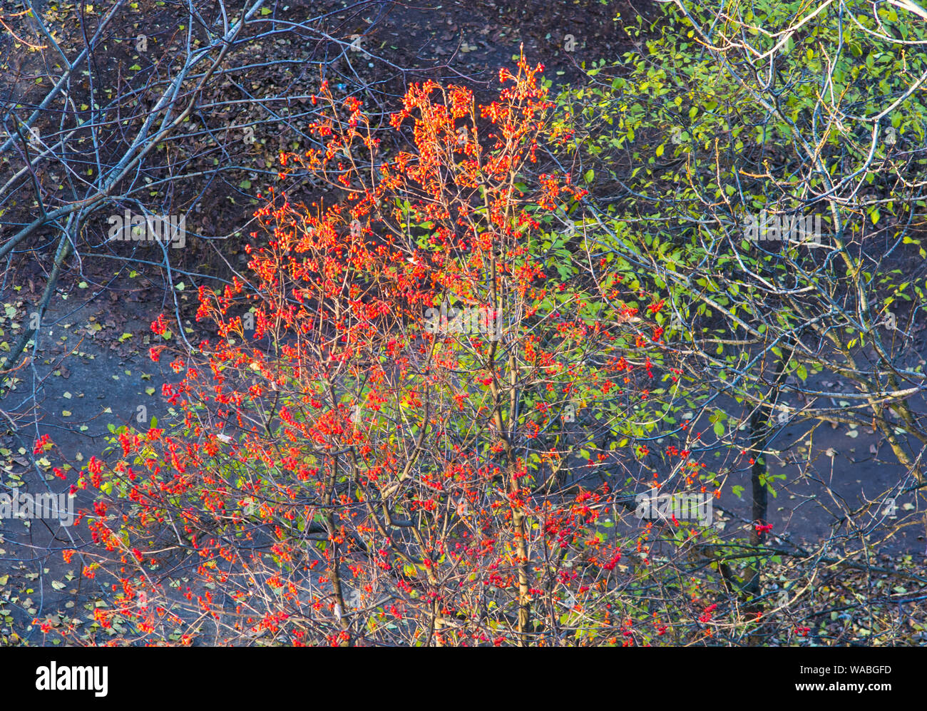 Autumn cityscape on a Sunny day - yellow autumn trees in the Park ...