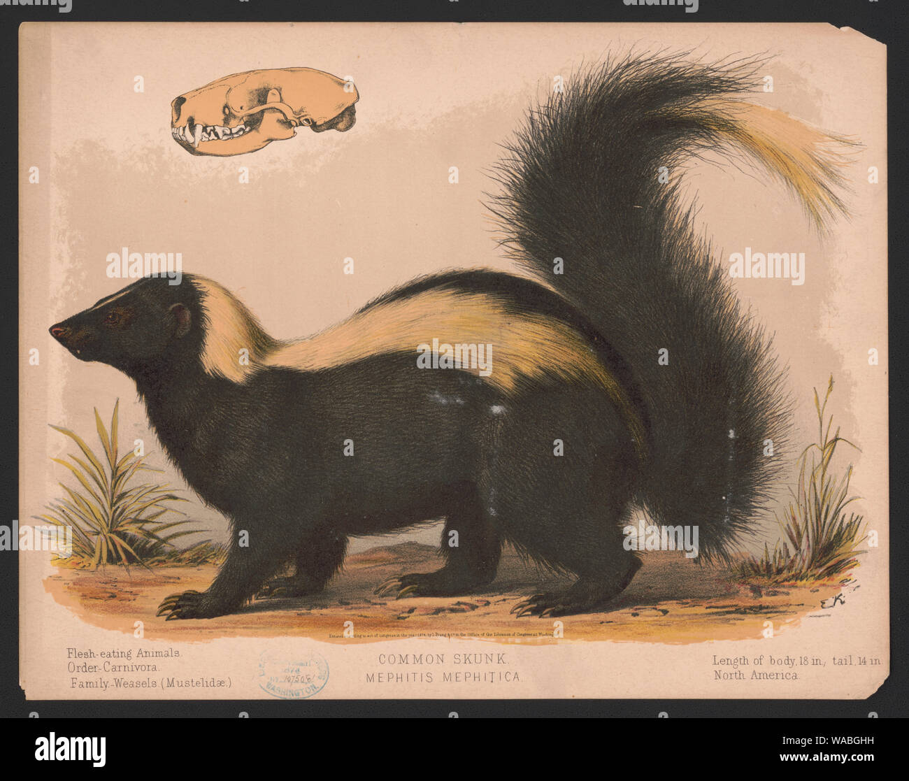 Common skunk - Mephitis mephitica / E.K Stock Photo - Alamy