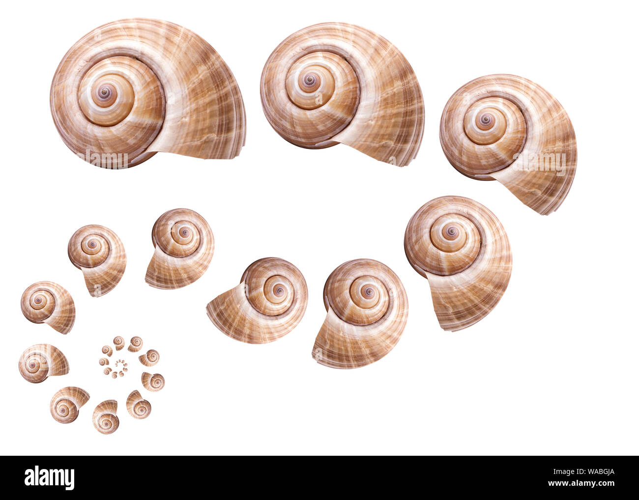 Pattern Sea natural shell, original pattern of marine life. Safety ...