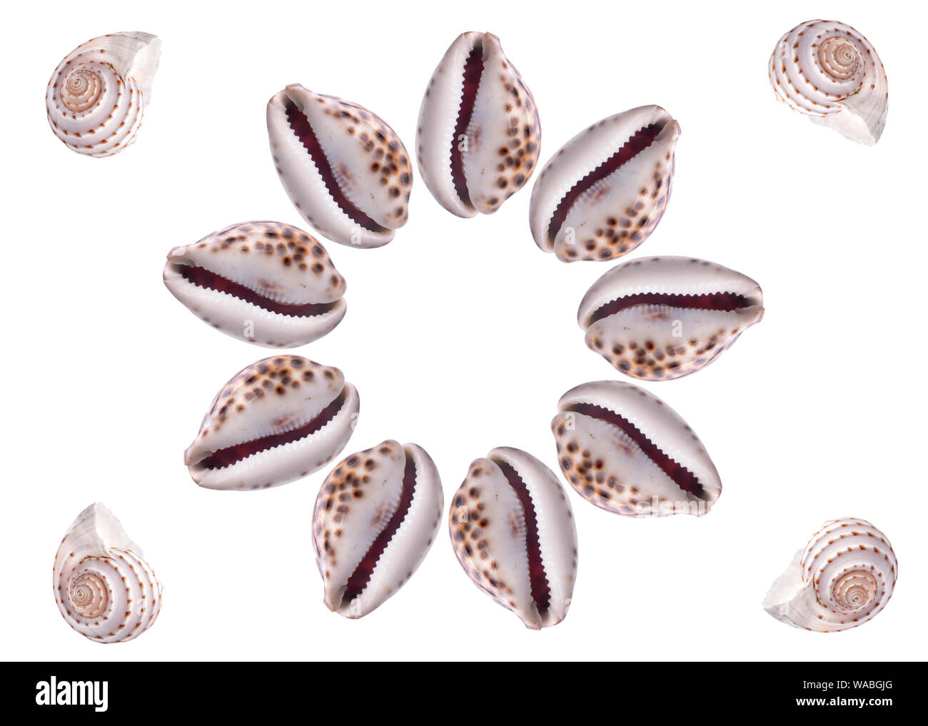 Pattern Sea natural shell, original pattern of marine life. Safety ...