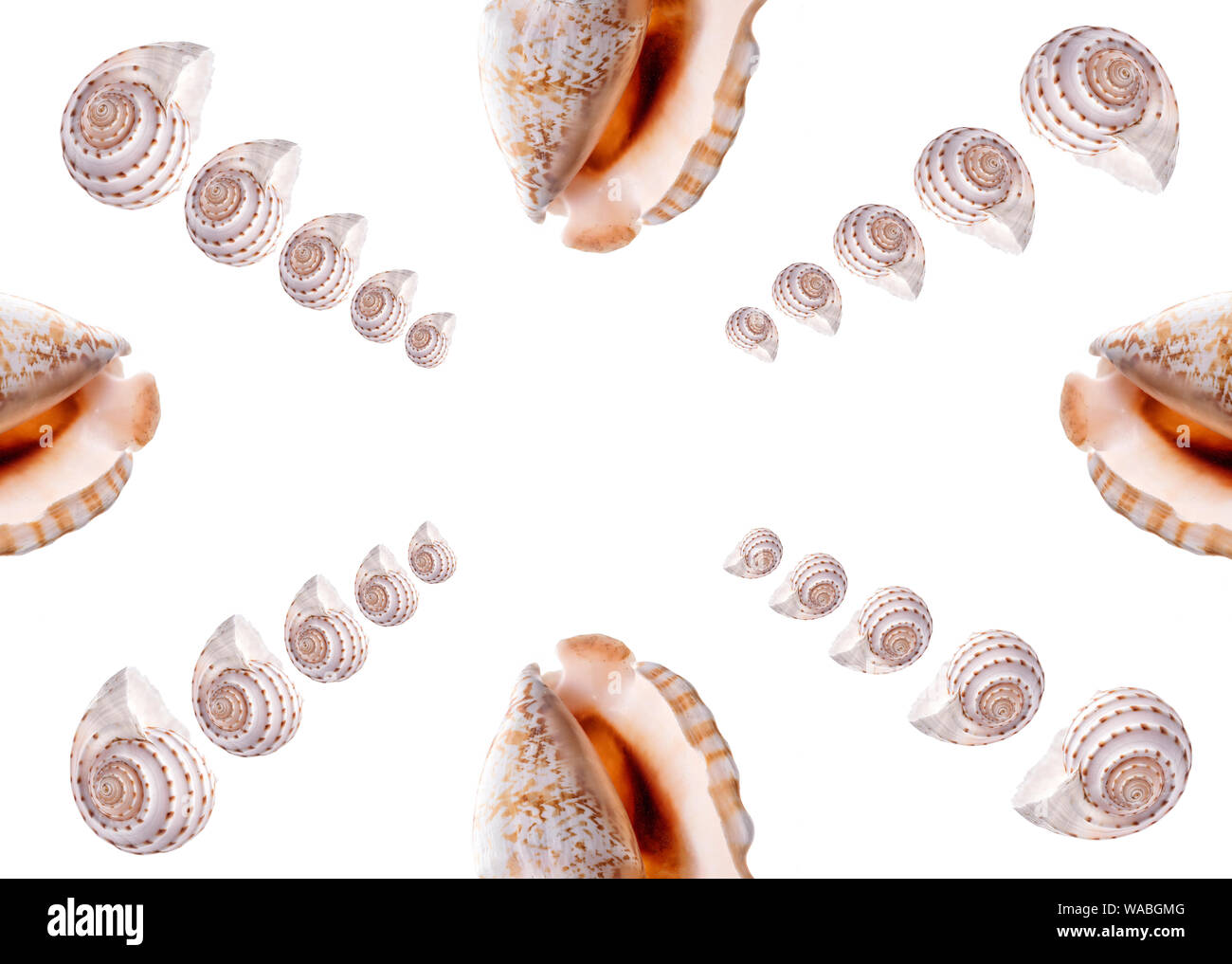 Pattern Sea natural shell, original pattern of marine life. Safety ...