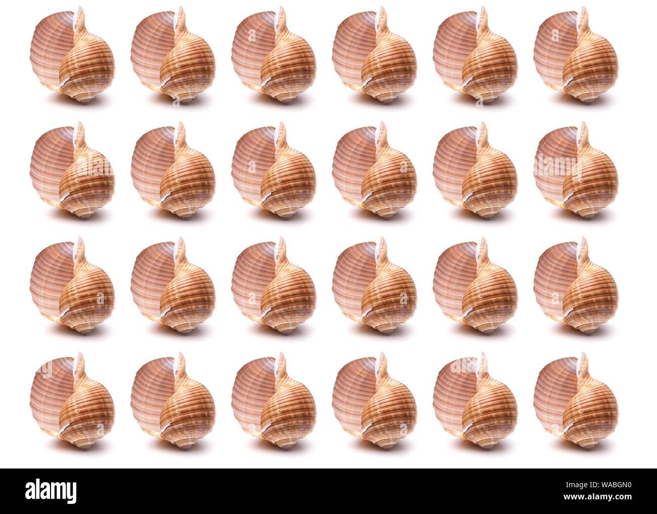 Pattern Sea natural shell, original pattern of marine life. Safety ...