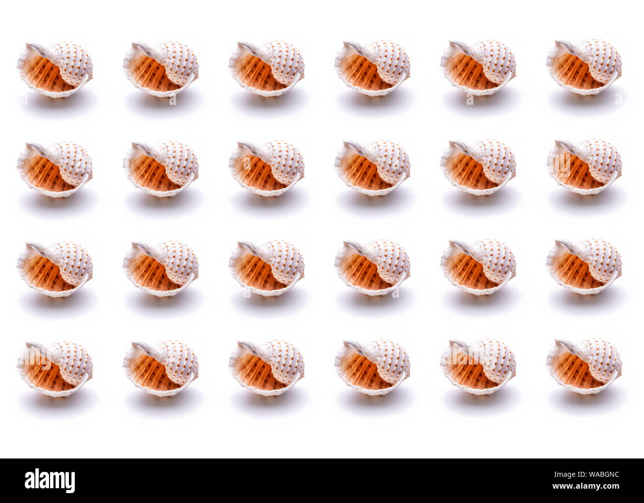 Pattern Sea natural shell, original pattern of marine life. Safety ...