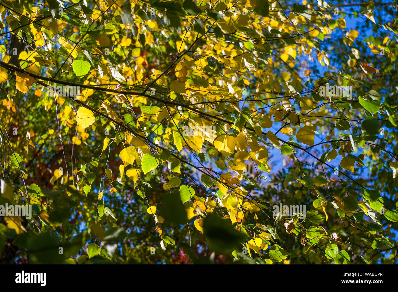 Autumn cityscape on a Sunny day - yellow autumn trees in the Park ...