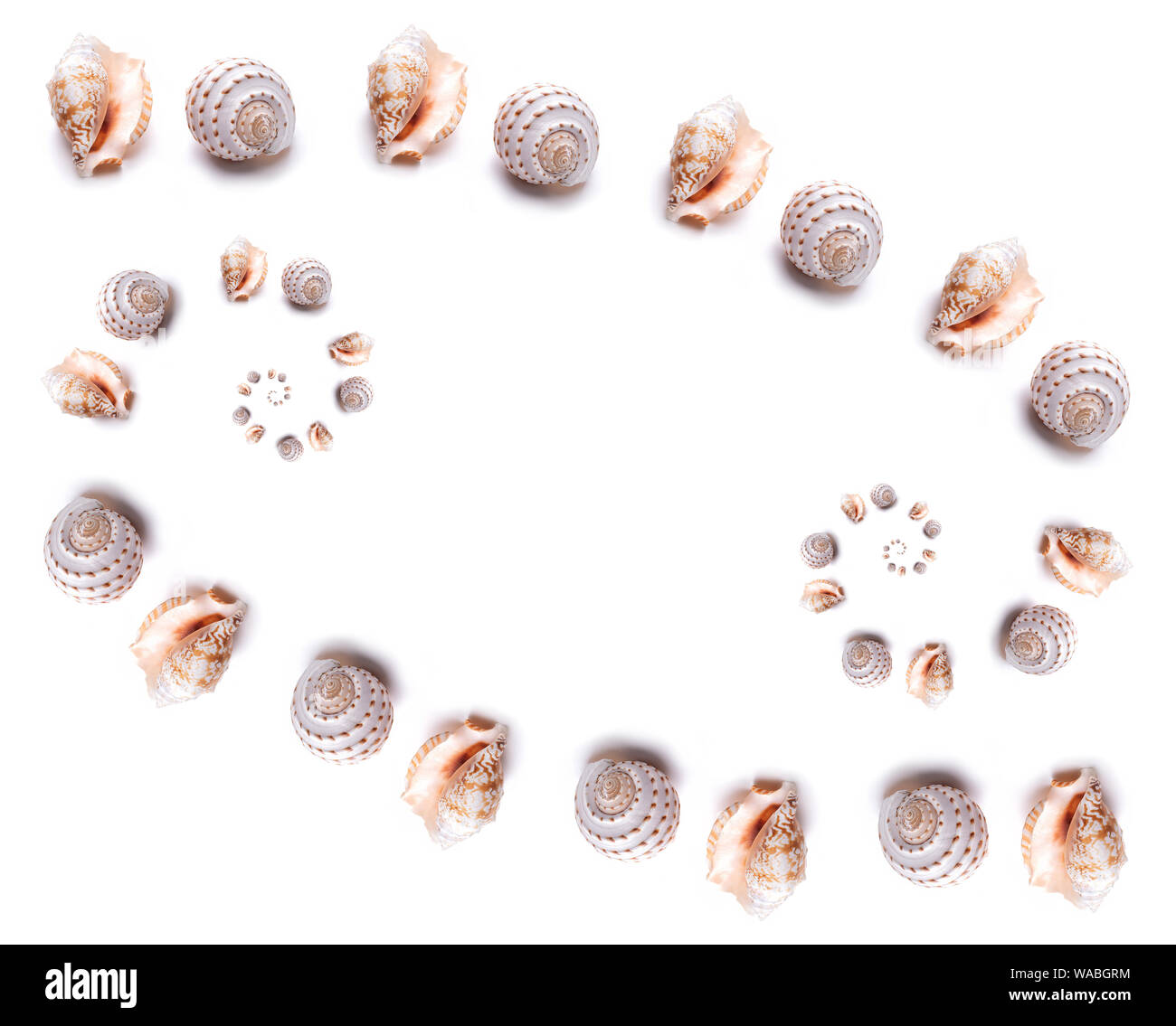 Pattern Sea natural shell, original pattern of marine life. Safety ...