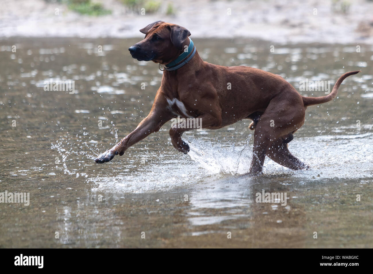 Rhodesian ridgeback dog playing in stream Stock Photo - Alamy