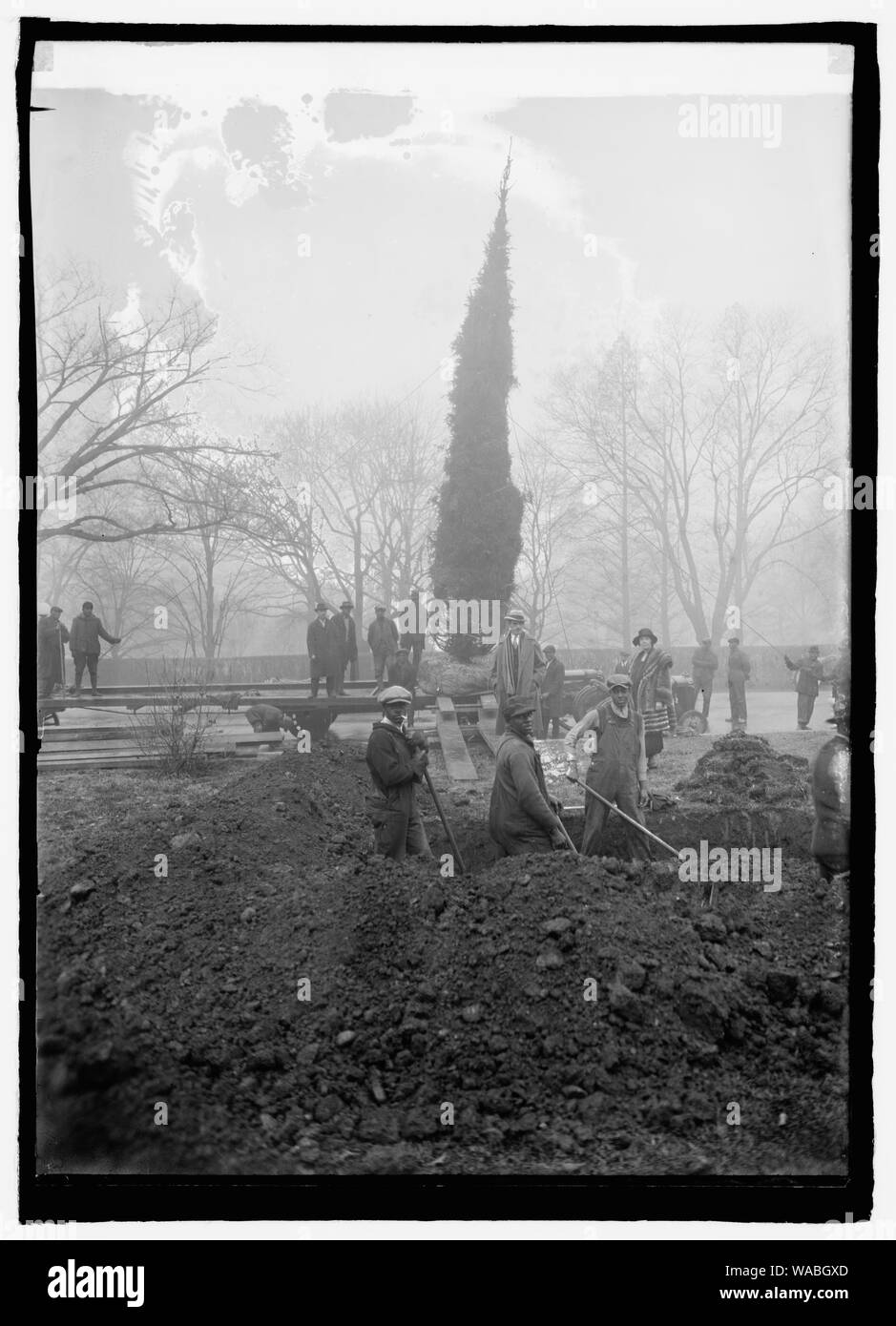 Tree being planted Black and White Stock Photos & Images - Alamy