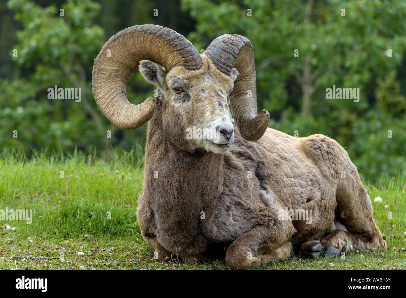 Resting Ram - A bighorn sheep ram resting on a green meadow at edge of a mountain forest near ...