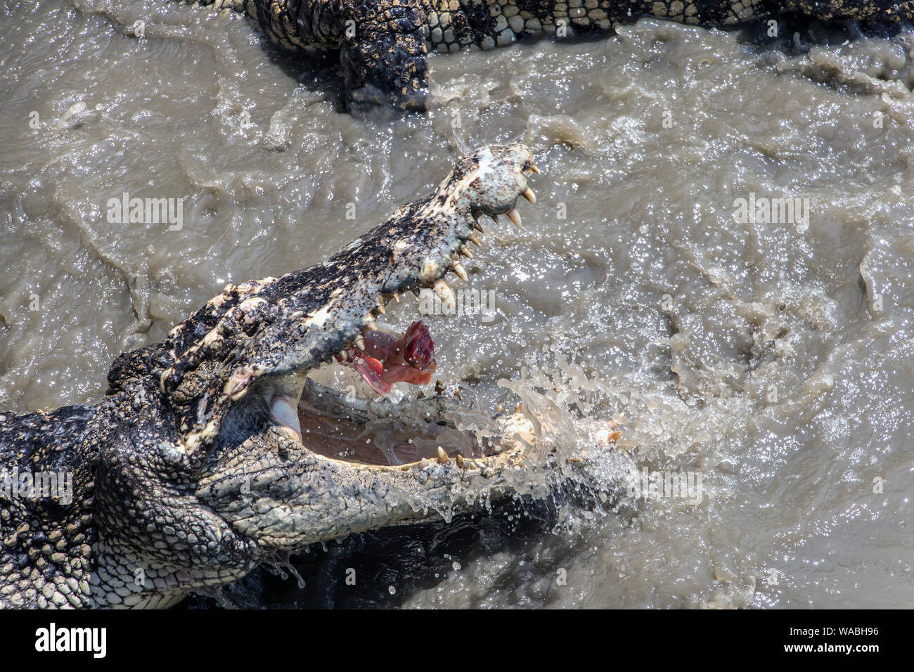 Crocodile in the water eats meat. Hungry crocodile tearing meat on ...