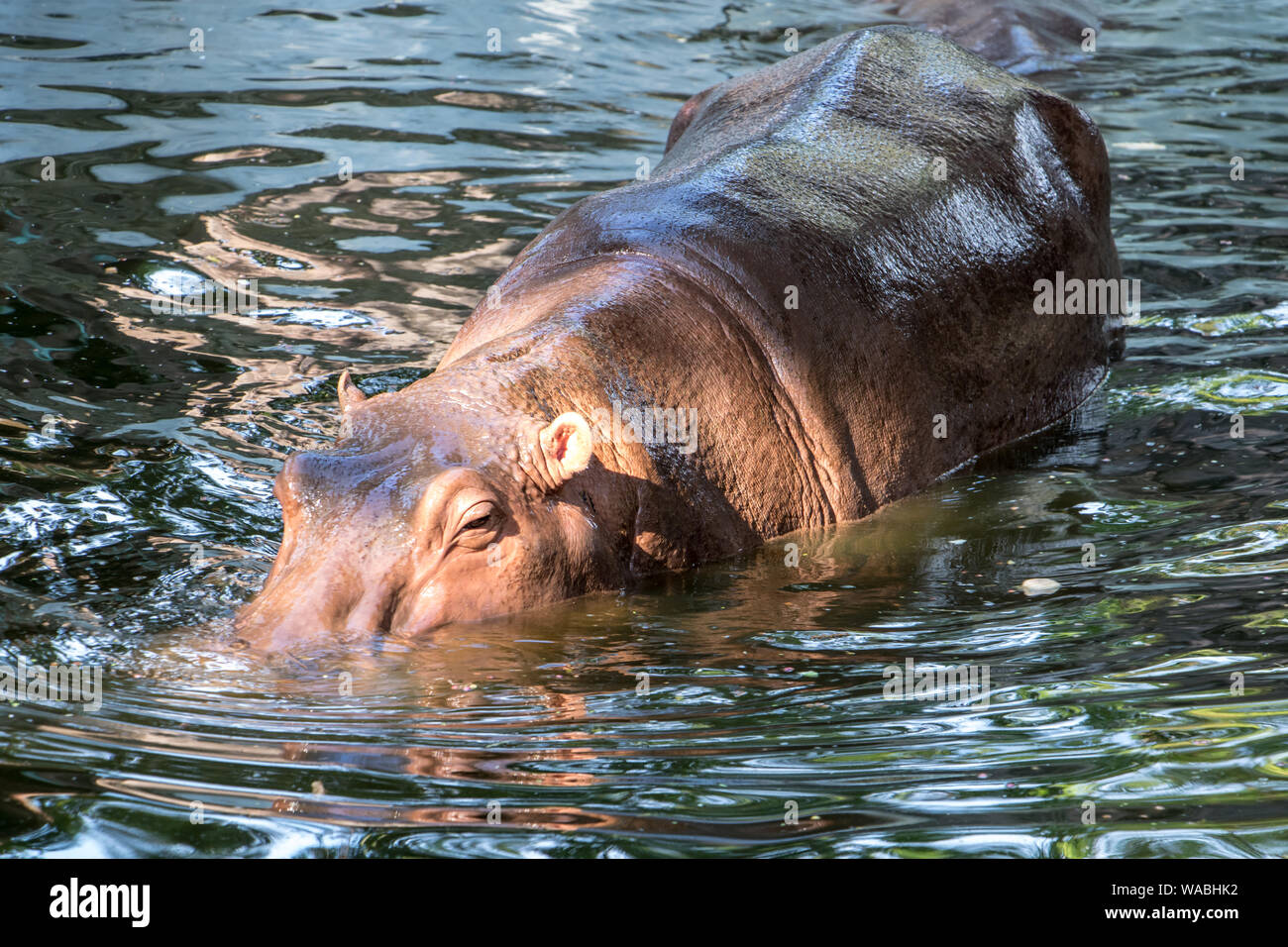 A hippo swimming in the water. Hippo floating on the water surface in a ...