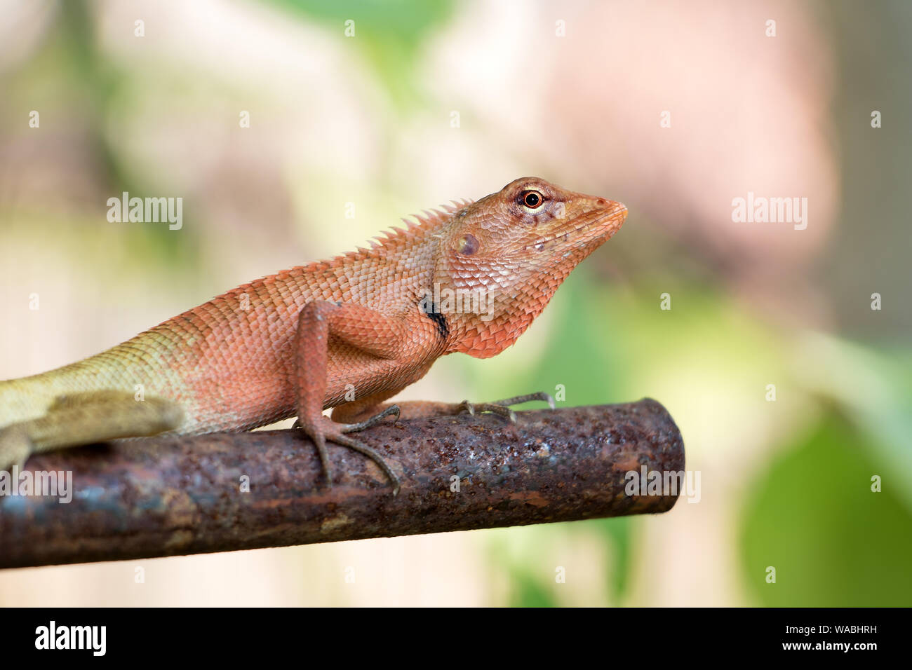 Garden lizard calotes versicolor hi-res stock photography and images ...