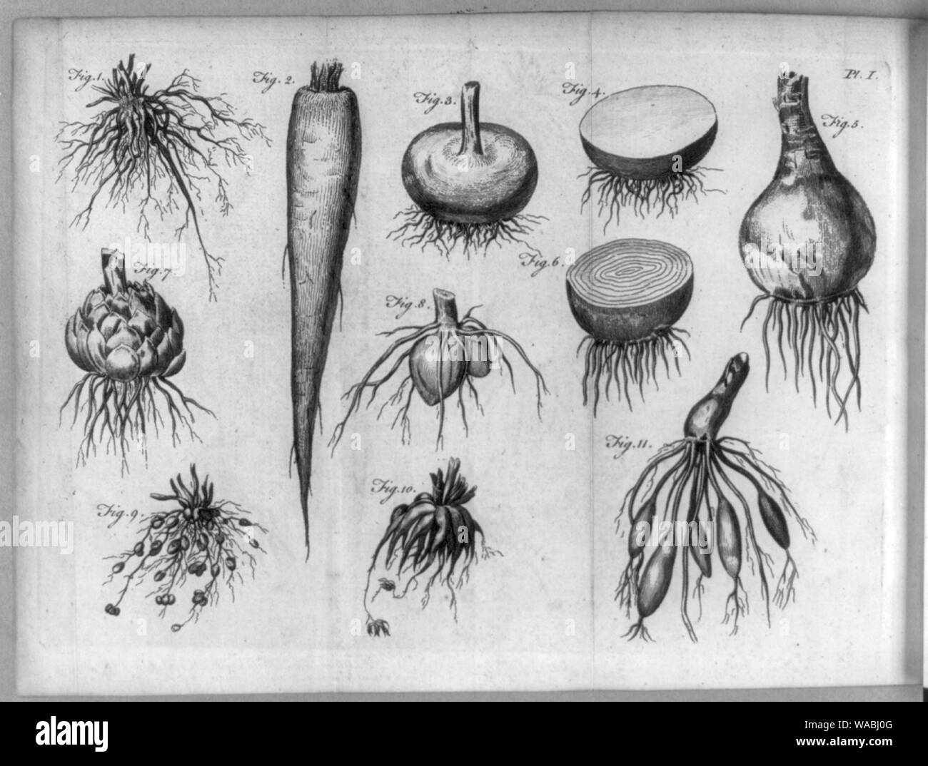 Composite of 11 illustrations of vegetable roots Stock Photo - Alamy