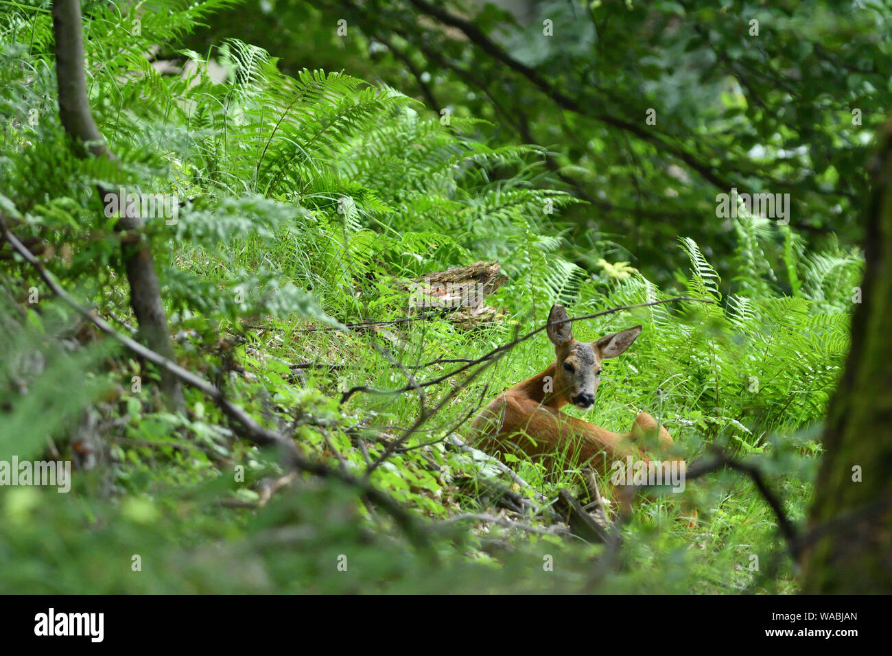 Roe deer during grazing hi-res stock photography and images - Alamy