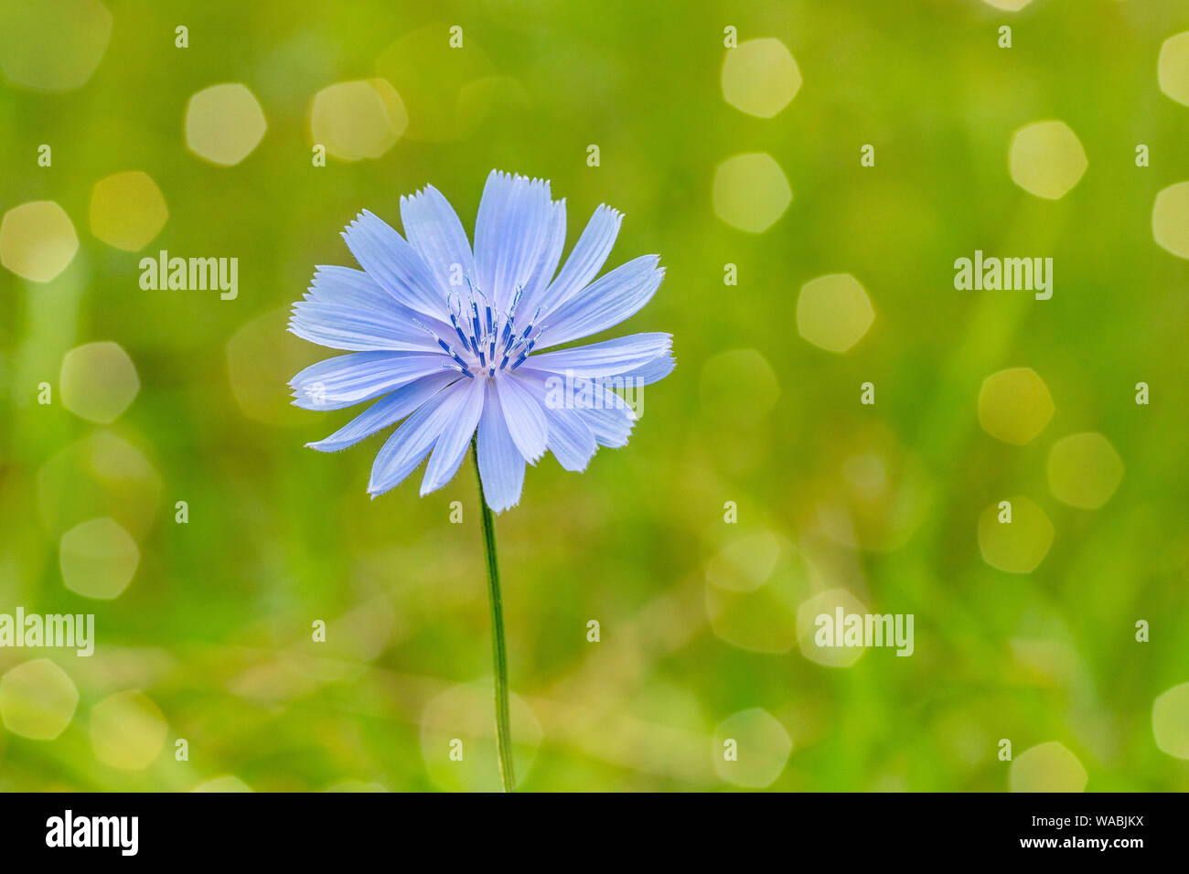 Blue flower on natural background. Flower of wild chicory endive Stock ...