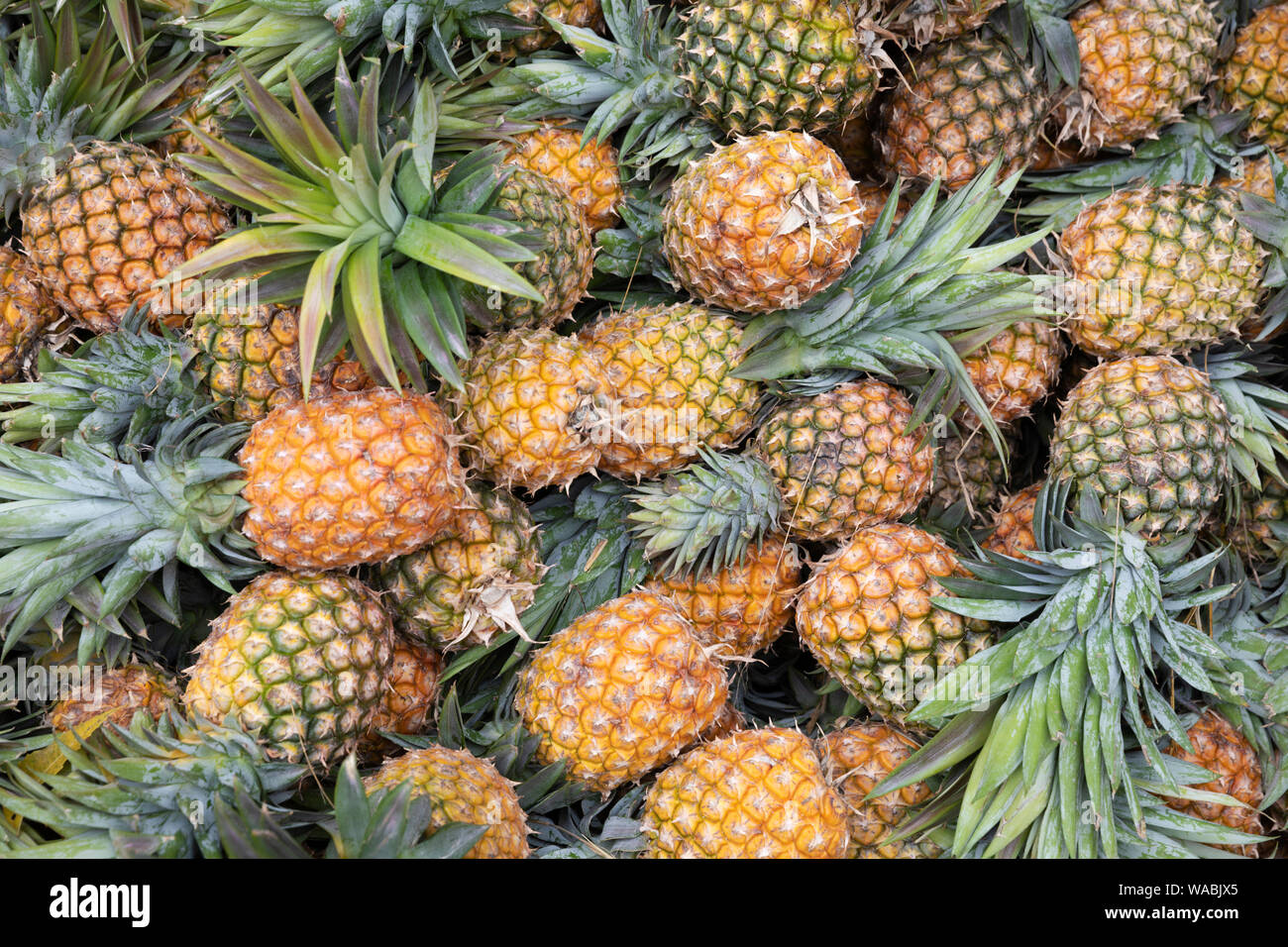 Pile of freshly picked pineapples in Kenyan market Stock Photo - Alamy