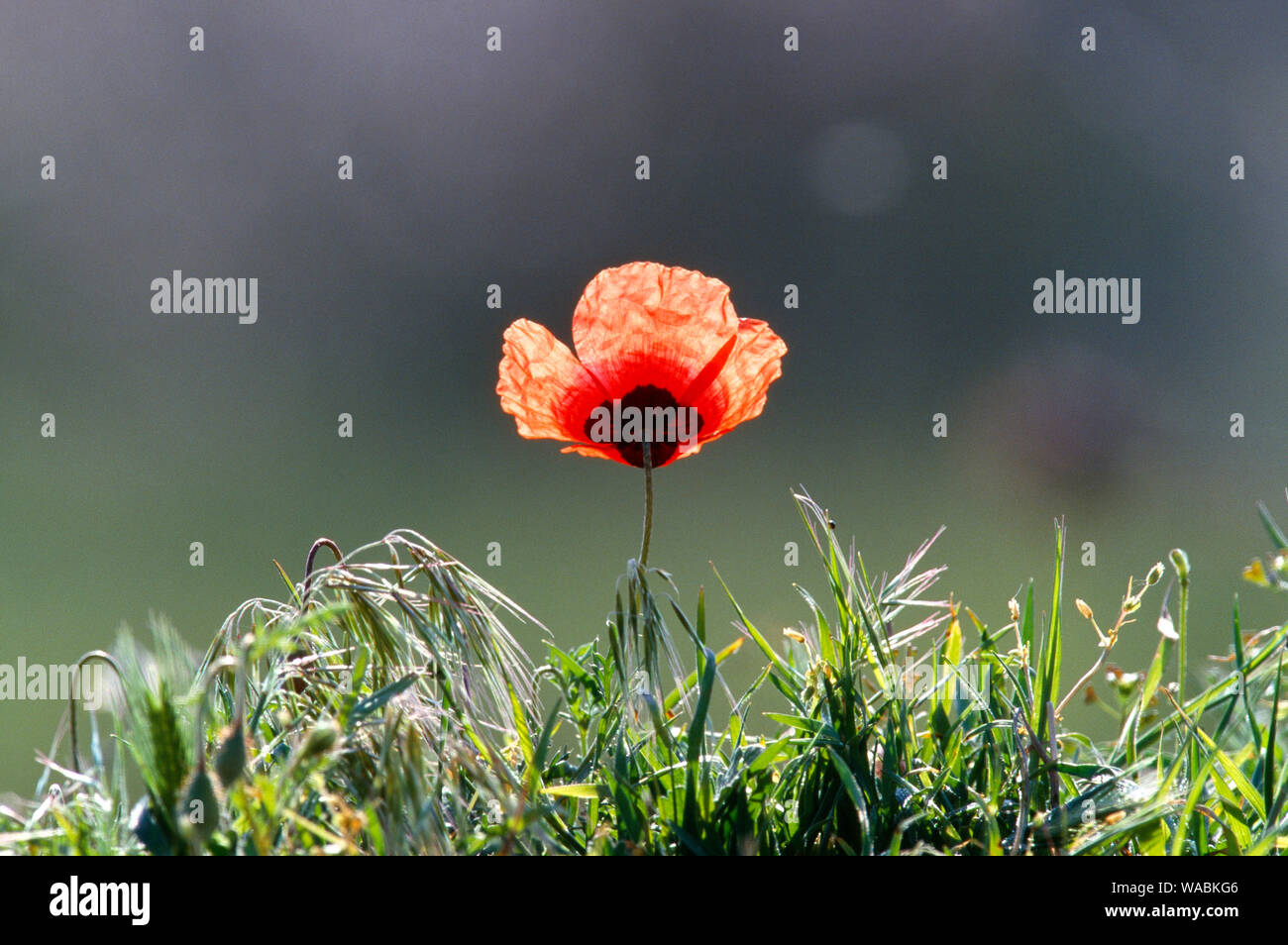 Greek poppy field greece hi-res stock photography and images - Alamy