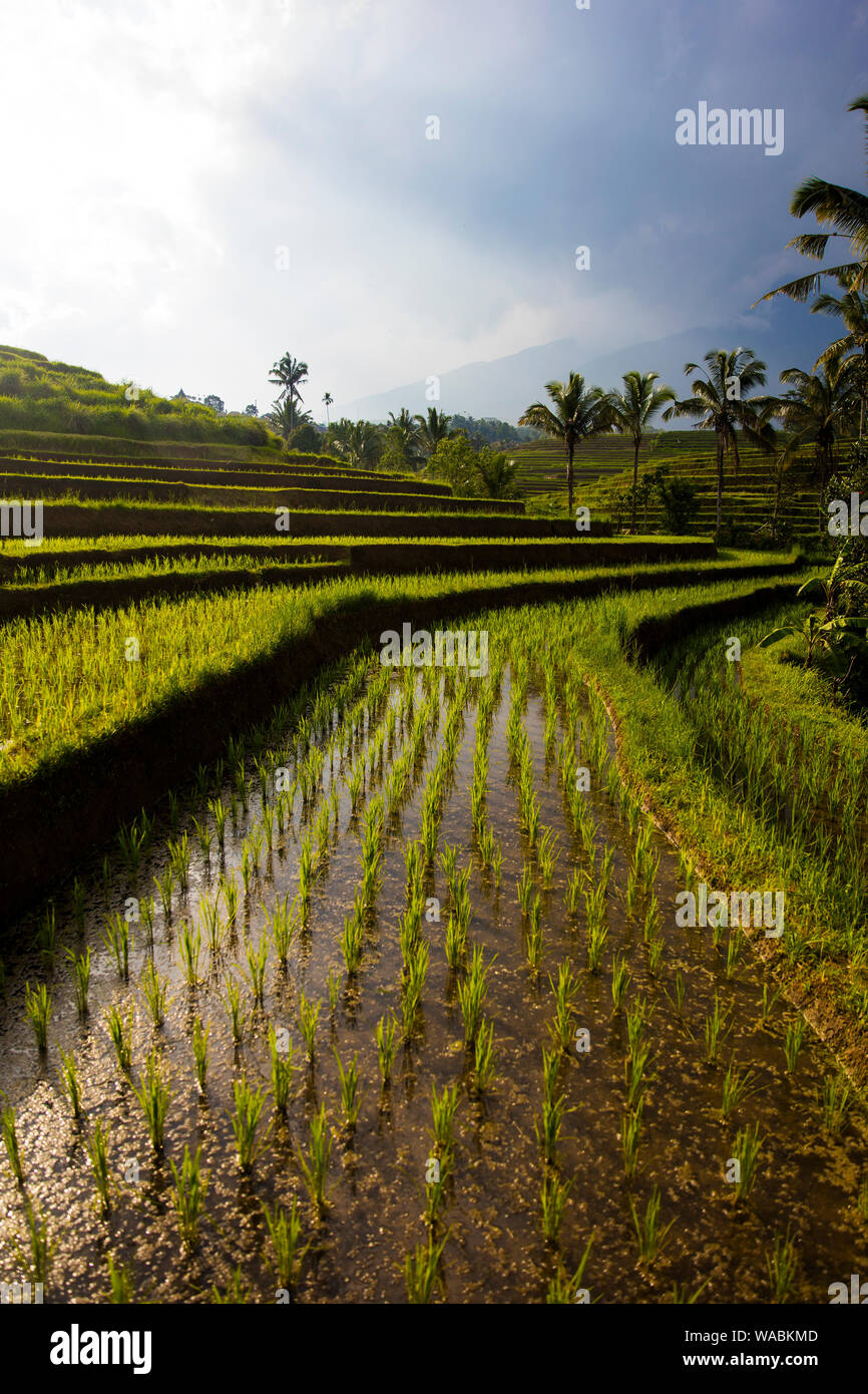 Rice fields of Jatiluwih in southeast Bali, Indonesia Stock Photo - Alamy