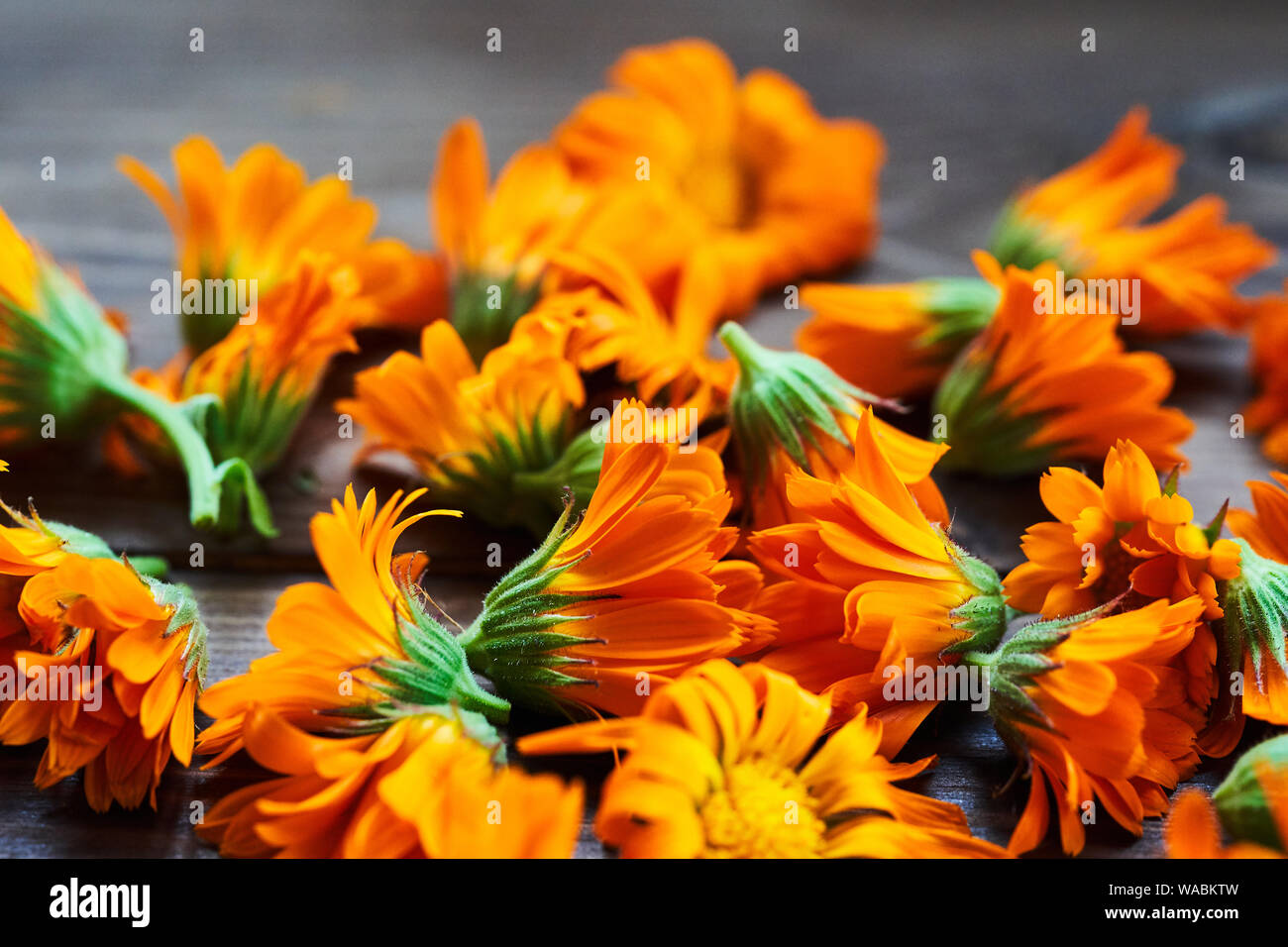 Calendula flowers laid out on a wooden background. Calendula ...