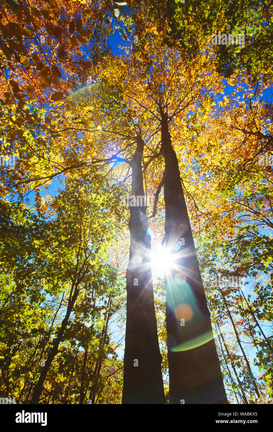 USA. Vermont. Richmond. Skywards view of tall sugar maple trees Stock ...