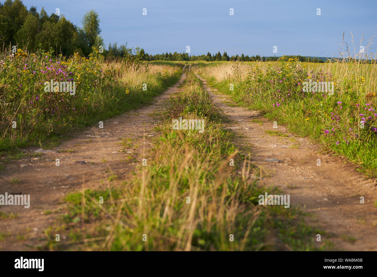 Dust road through the wood hi-res stock photography and images - Alamy
