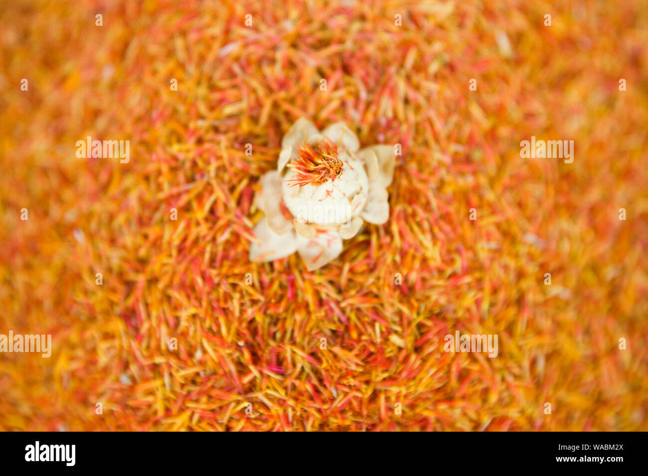 Closeup detail of the turkish saffron spice Stock Photo - Alamy
