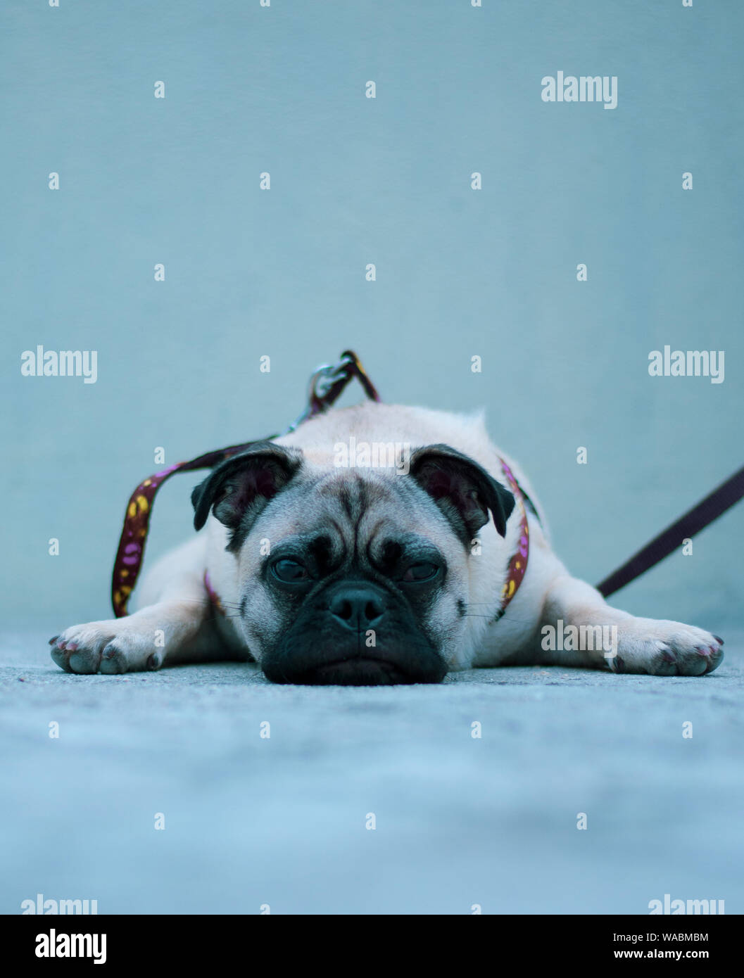 Happy pug hi-res stock photography and images - Alamy