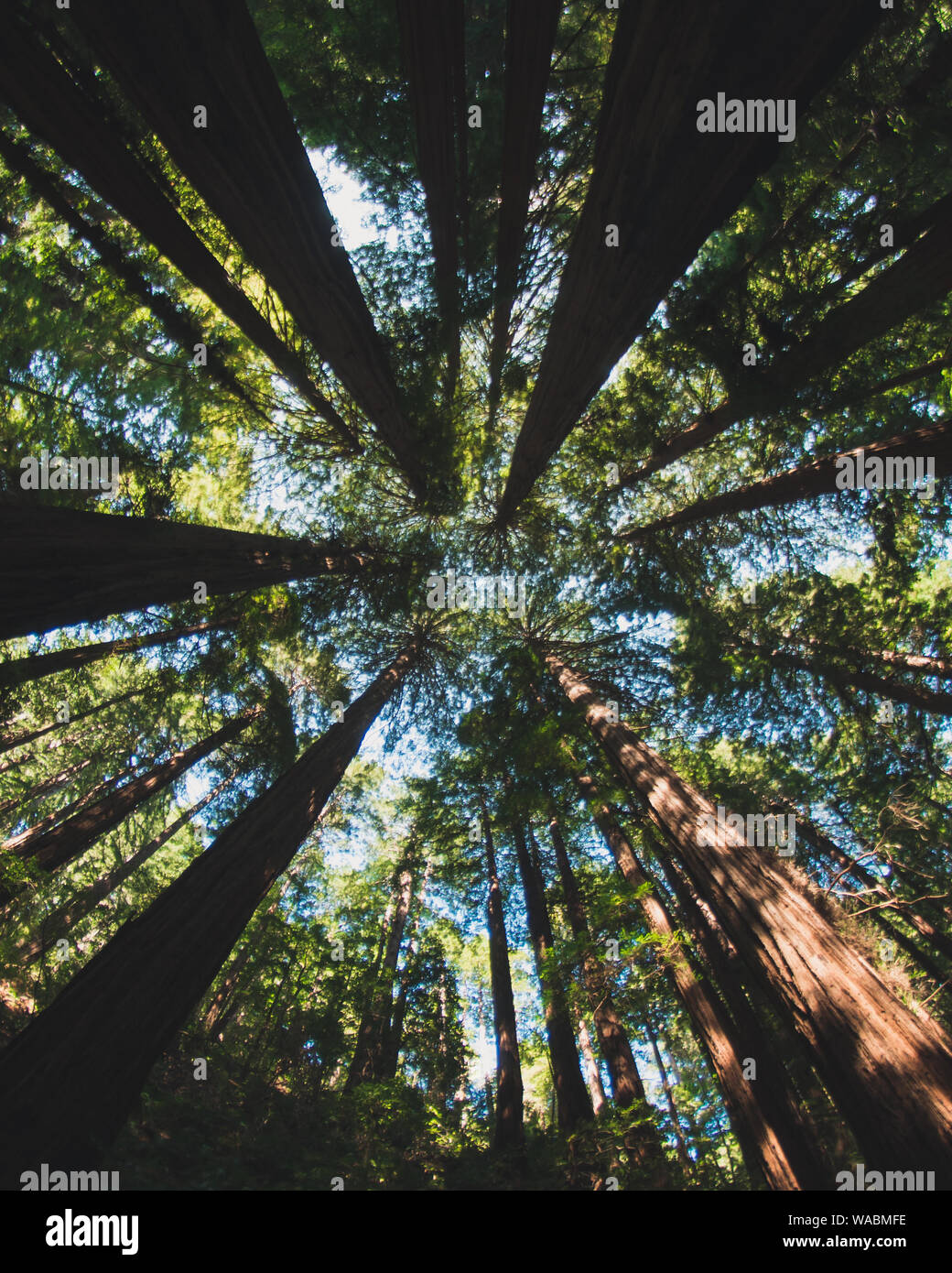 California Redwood Trees in Muir Woods Stock Photo - Alamy