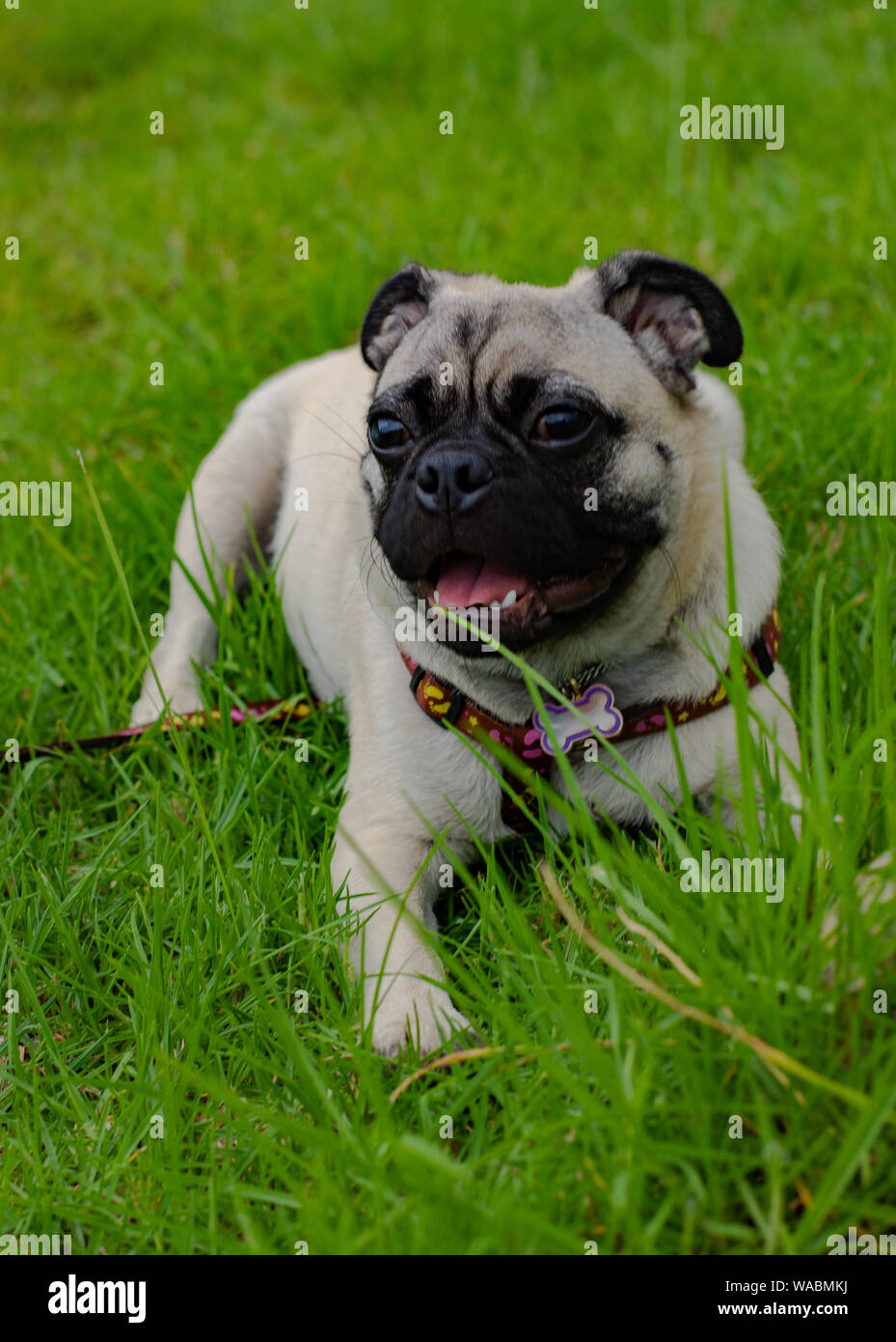 pug tired after playing and having a rest on the lush green grass Stock ...