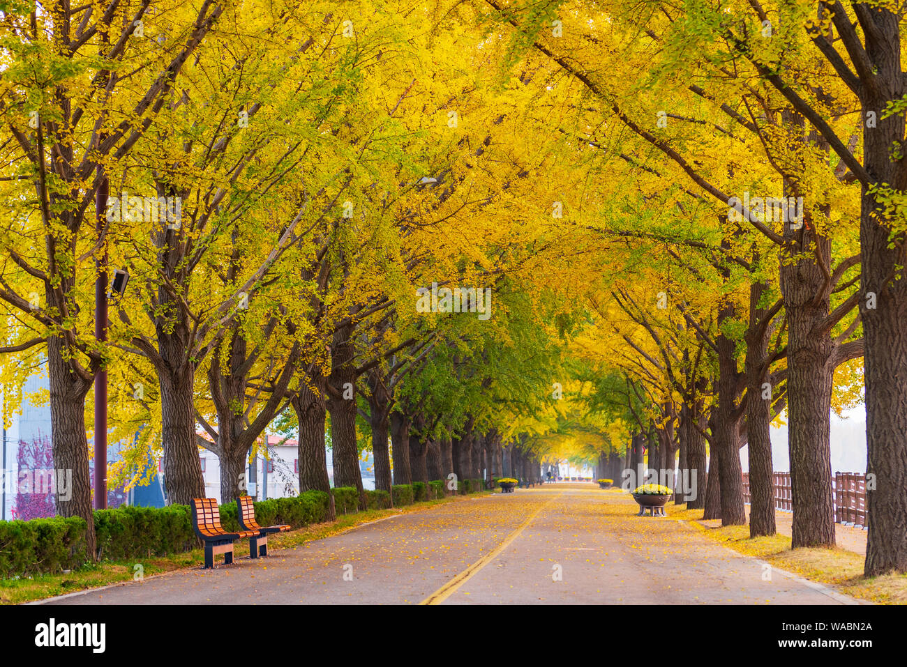 Autumn at Asan Gingko Tree Road in Seoul,South Korea Stock Photo - Alamy