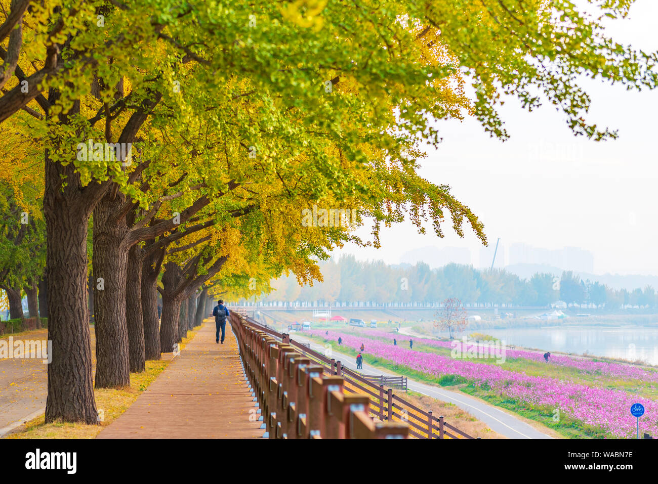 Autumn at Asan Gingko Tree Road in Seoul,South Korea Stock Photo - Alamy