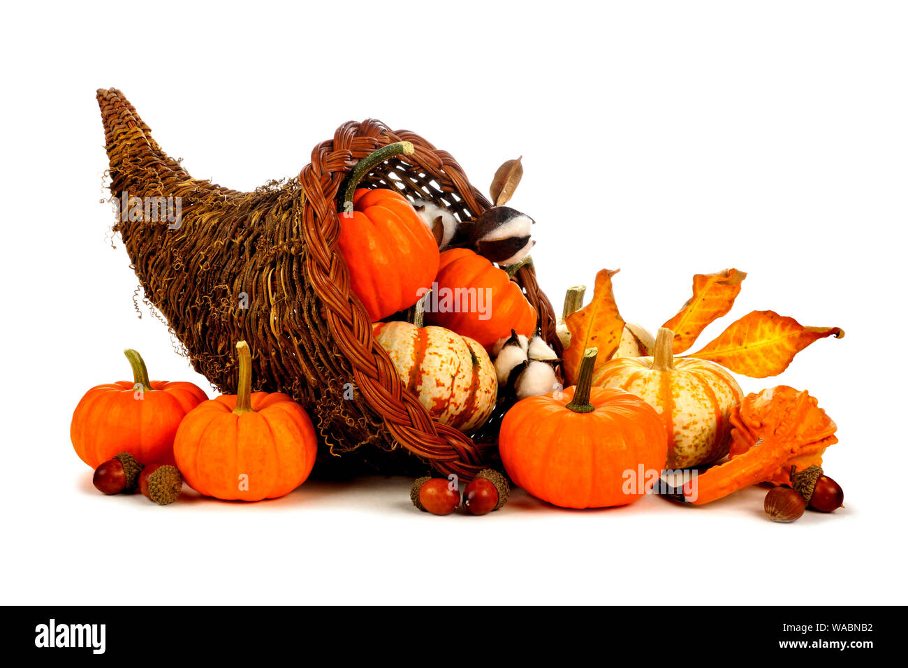 Thanksgiving cornucopia filled with pumpkins isolated on a white ...