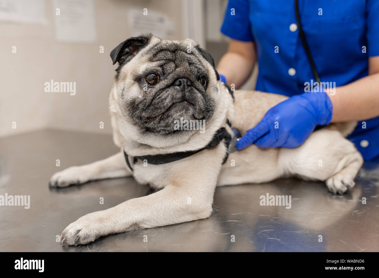 Young professional female veterinarian doctor exam pug dog with ...