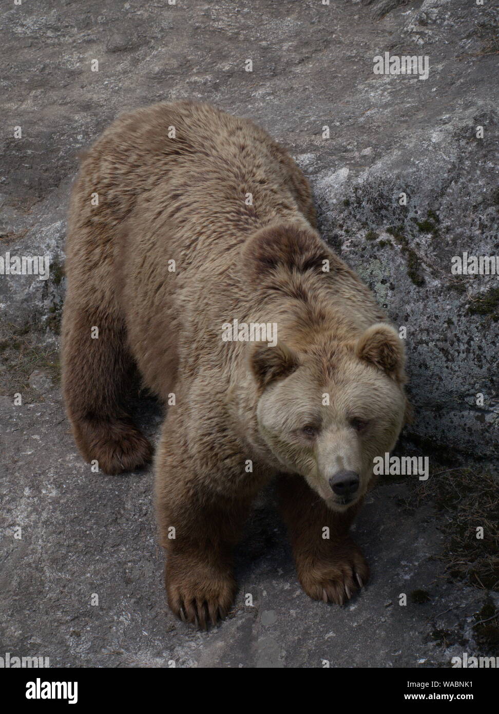 Brown bear looking up Stock Photo - Alamy