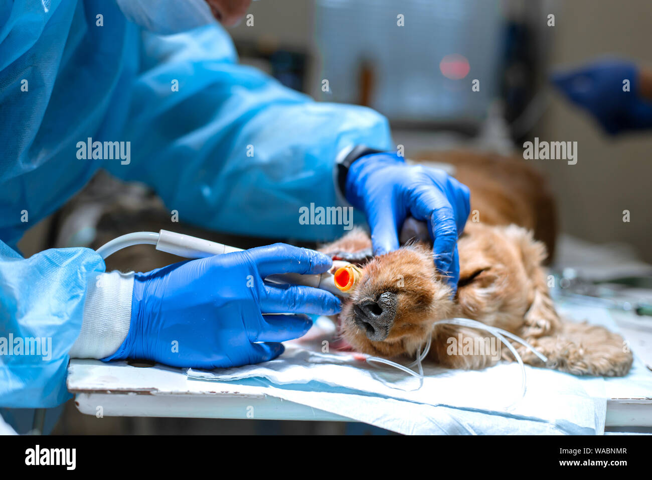 close-up procedure of professional teeth removing dog in a veterinary ...