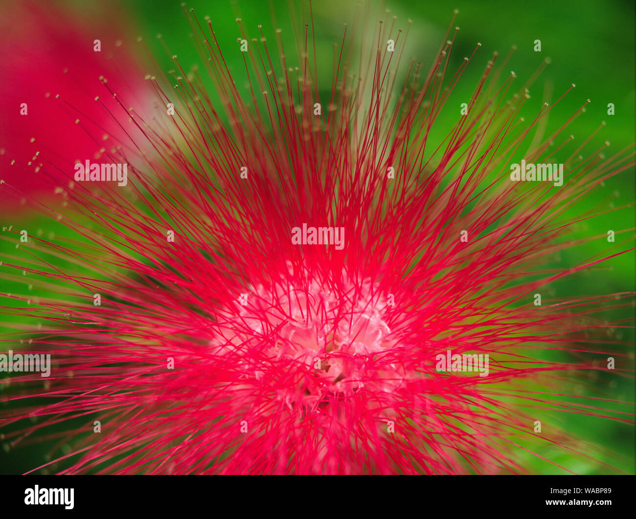 Maldives flower hi-res stock photography and images - Alamy