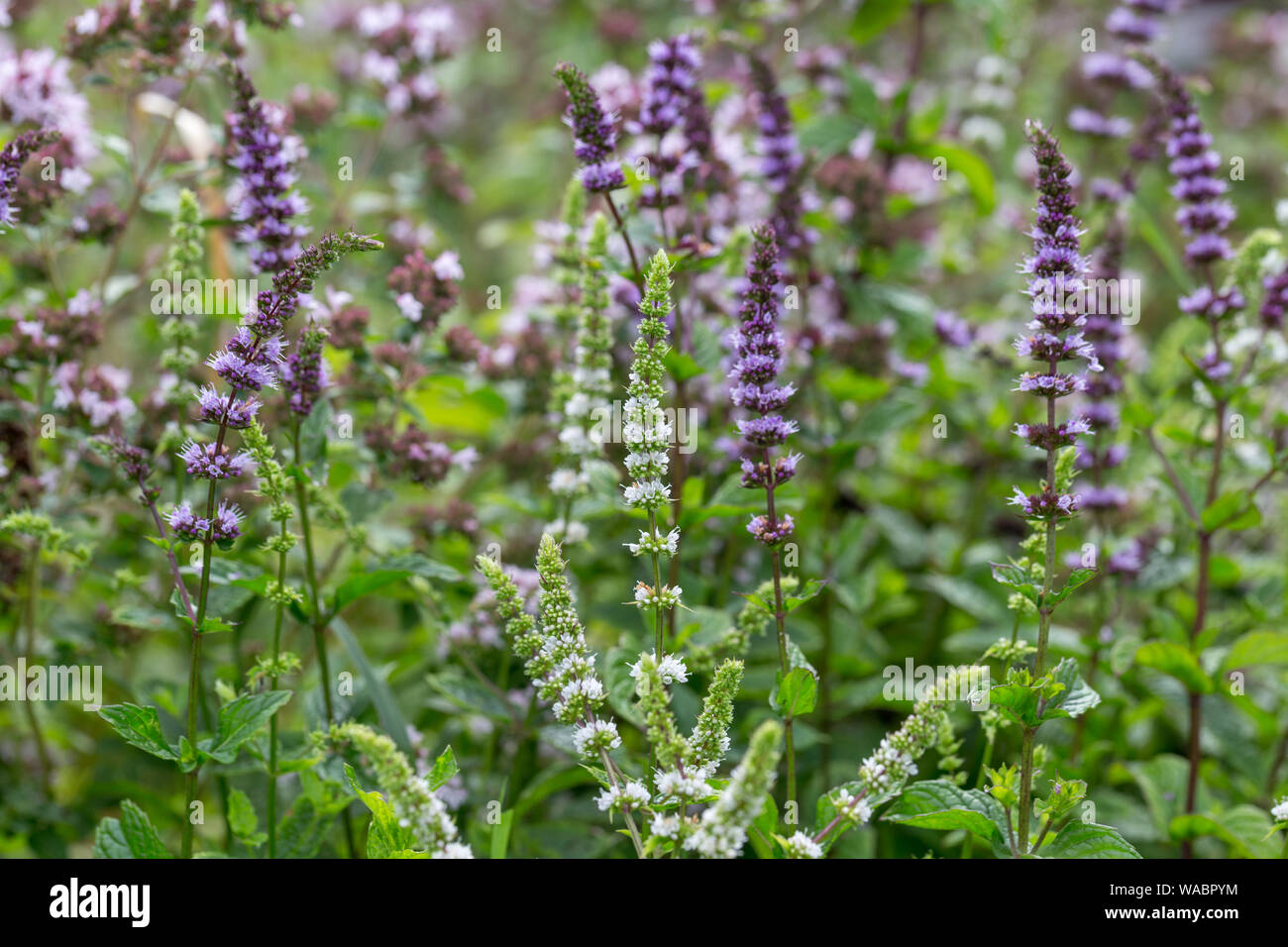 Mint blooms in the garden purple and white flowers of different ...
