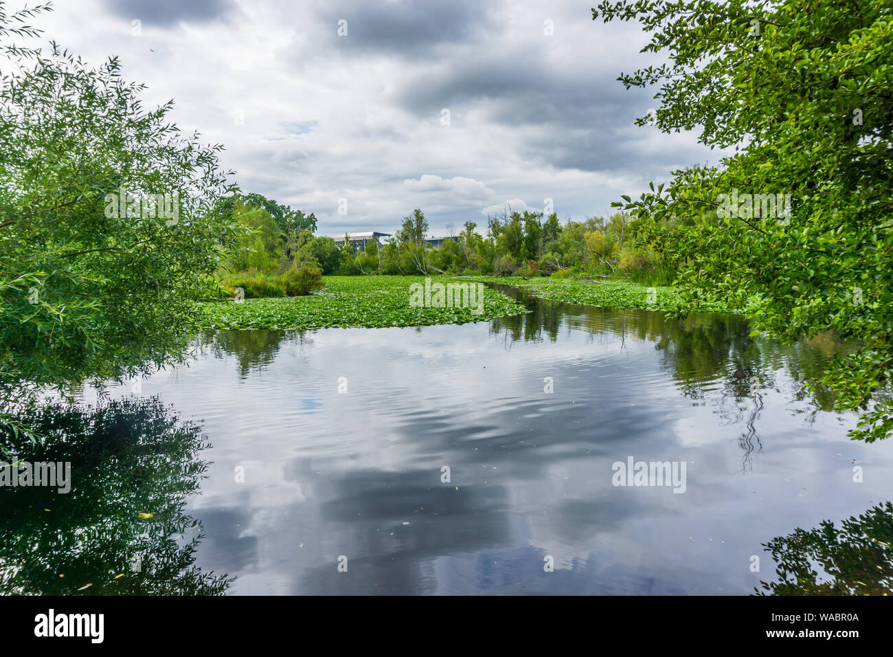 Lily pads at the Seattle Arboretum Stock Photo - Alamy