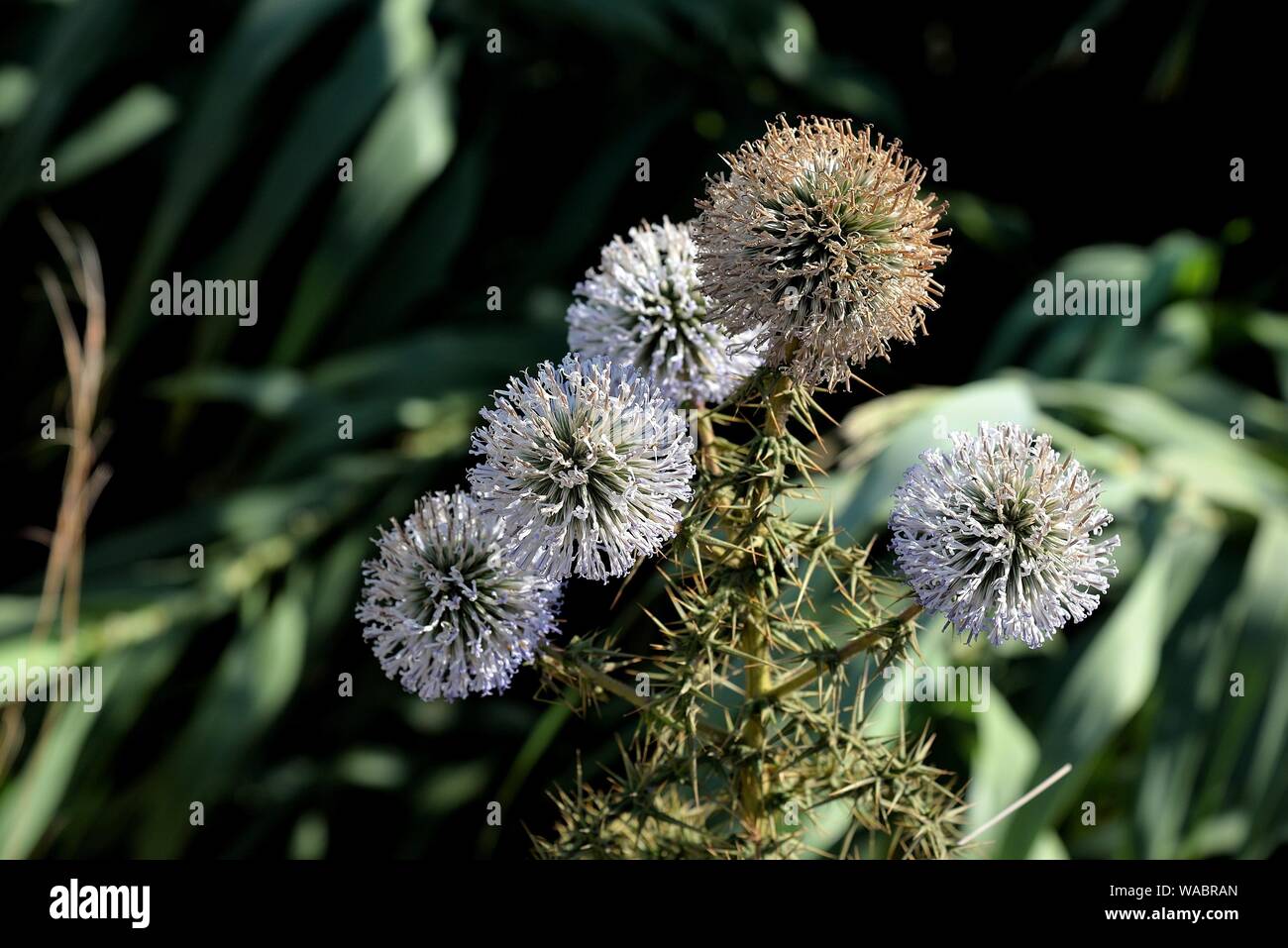 Pods thorns hi-res stock photography and images - Alamy